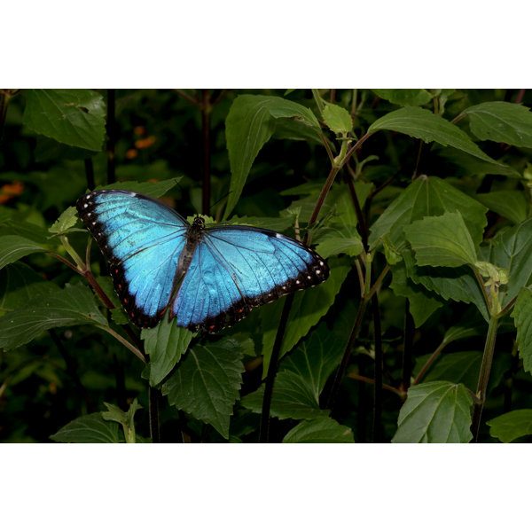 17 Stories Blue Morpho Butterfly by Stevegeer - Print | Wayfair.co.uk